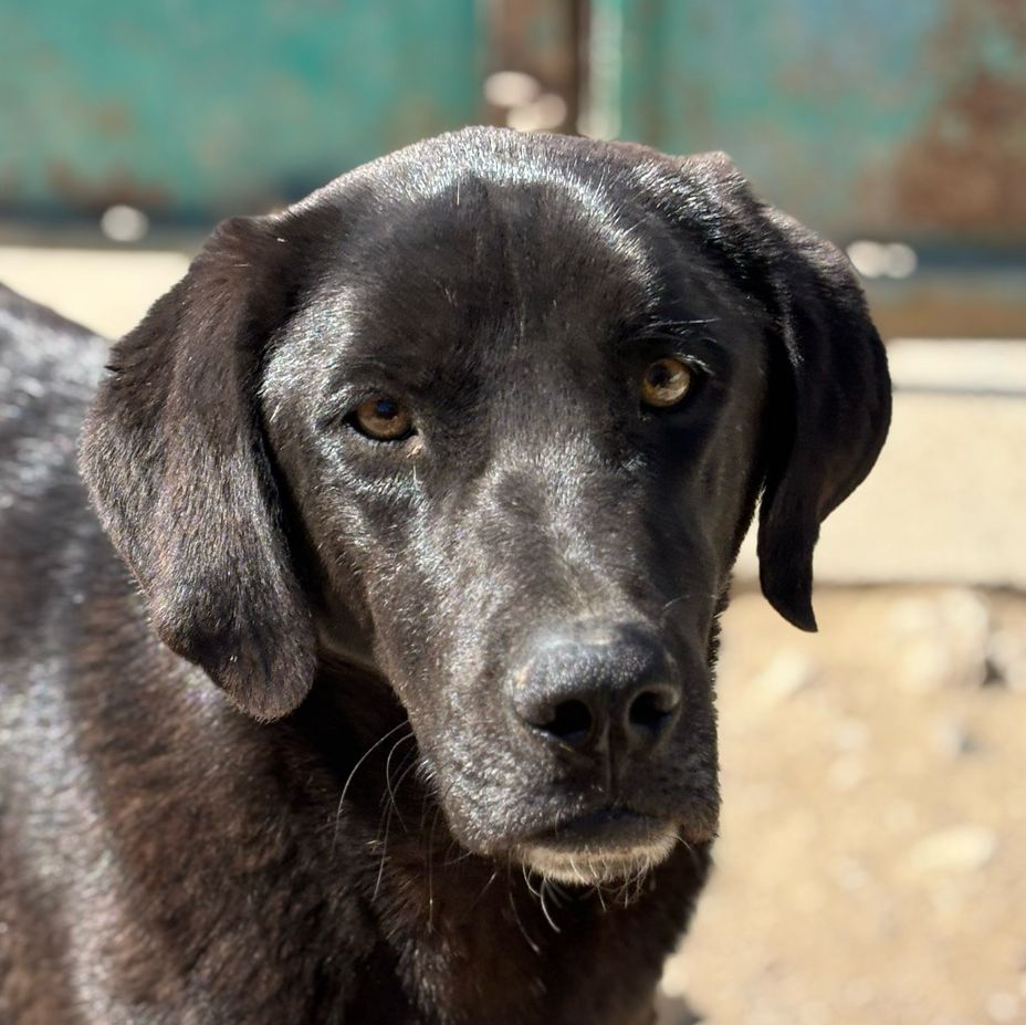 Laylie - Gemeinsam für Tiere